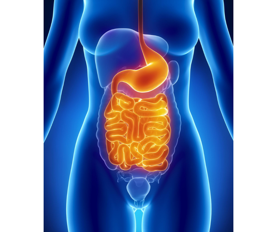 Ayurvedic Treatment For Digestive Problem - Ayurveda Doctor | Ayurveda ...