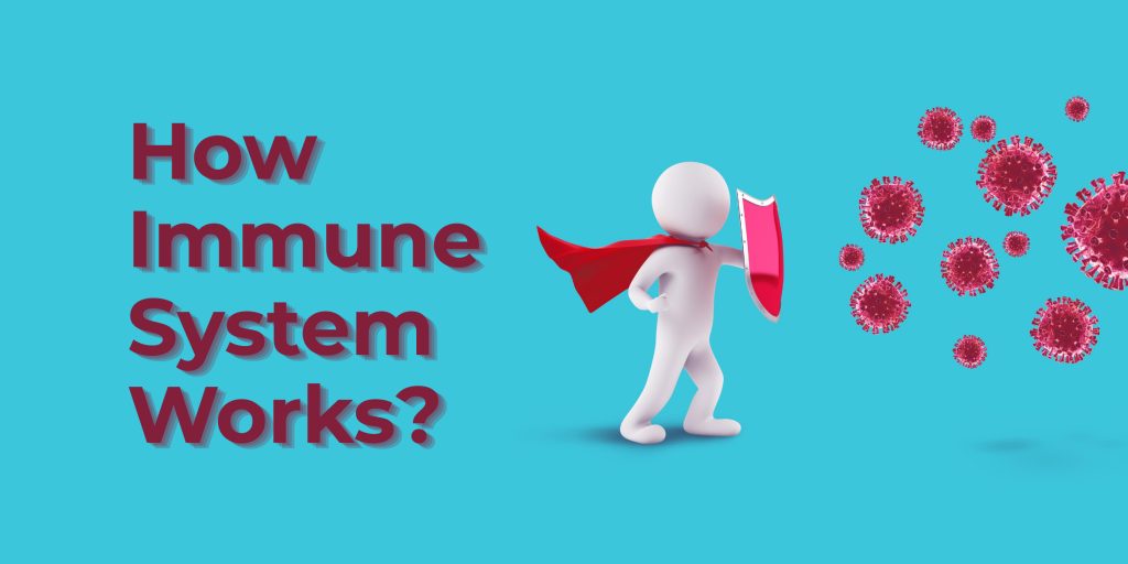 How Immune System Works? - Total Ayurveda - Ayurvedic Clinic ...