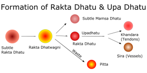 A Beginner's Guide To The Rakta Dhatu - Total Ayurveda