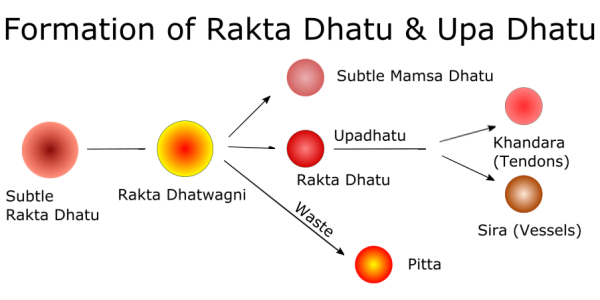 A Beginner's Guide To The Rakta Dhatu - Total Ayurveda
