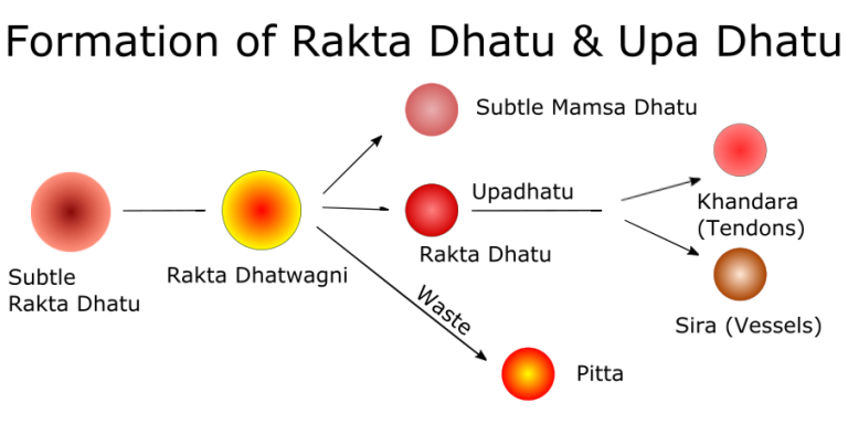A Beginner's Guide To The Rakta Dhatu - Total Ayurveda