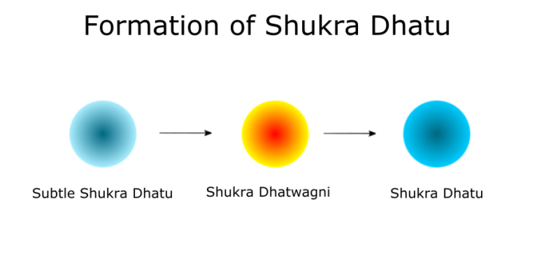 A Beginner’s Guide To The Shukra Dhatu - Total Ayurveda