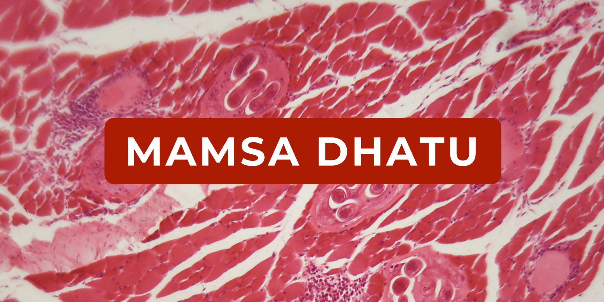 A Beginner’s Guide To The Mamsa Dhatu - Total Ayurveda