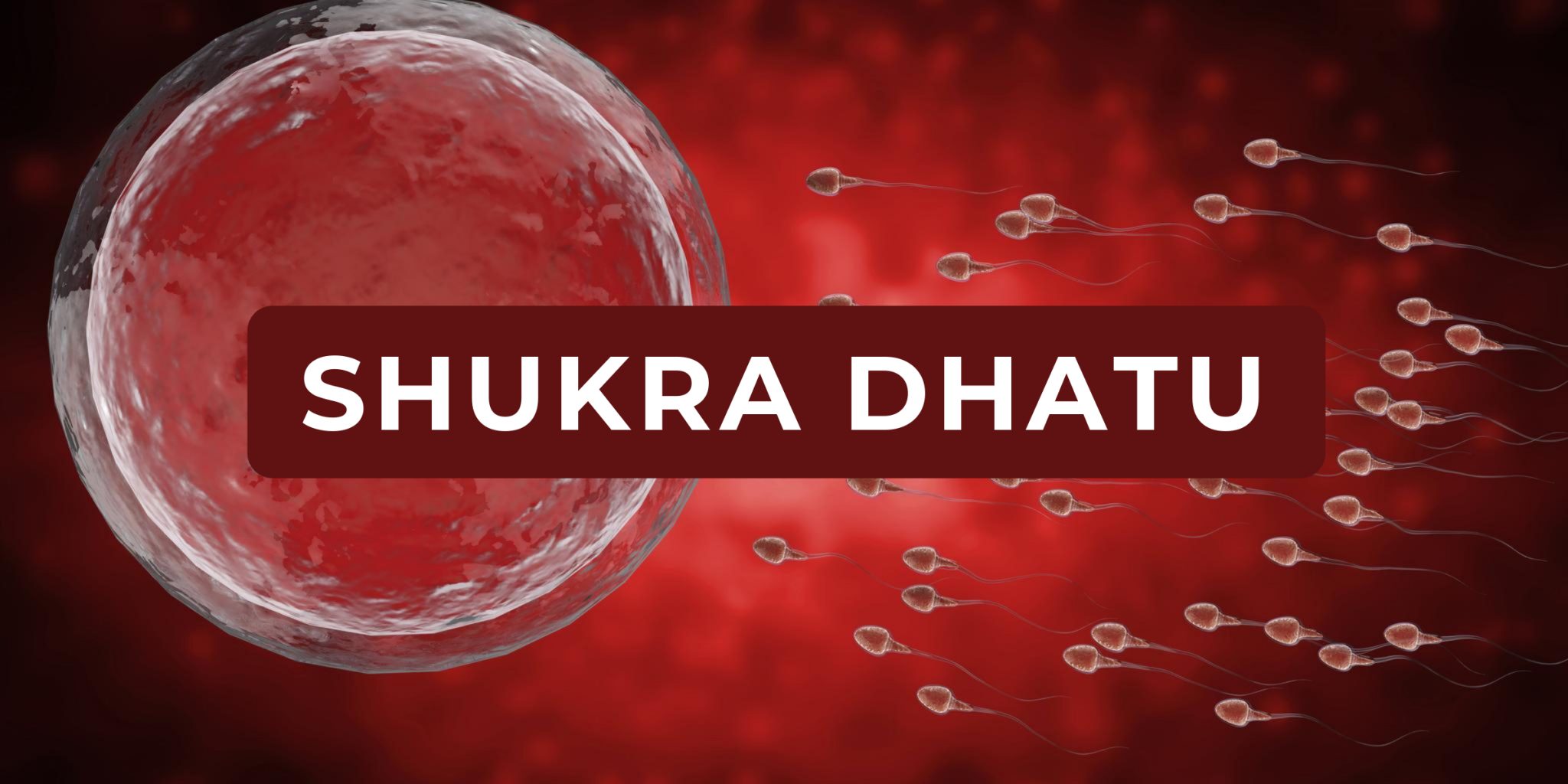 A Beginner’s Guide To The Shukra Dhatu - Total Ayurveda